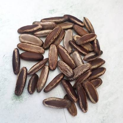 Ravel Gulmohar Seeds/Ornamental tree seed/Avenue Tree seed/Delonix ...