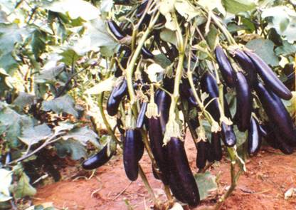 Sjeme brinjal / baigun Seed Price in India - Buy Sjeme brinjal / baigun ...