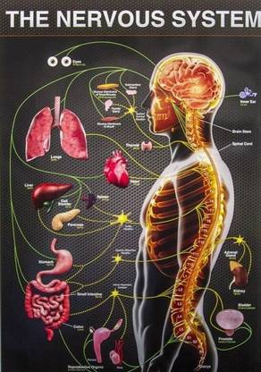 The Nervous System Anatomical Wall Poster Nervous System Wall Poster ...