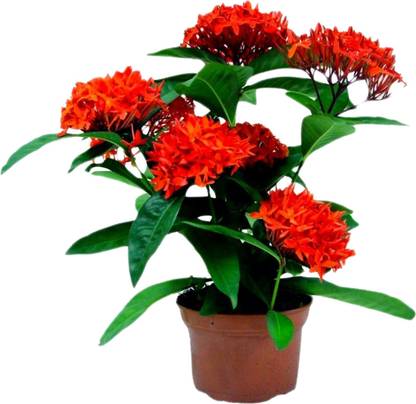 go4plants Trothic Ixora/Chethi Plant Price in India - Buy go4plants ...