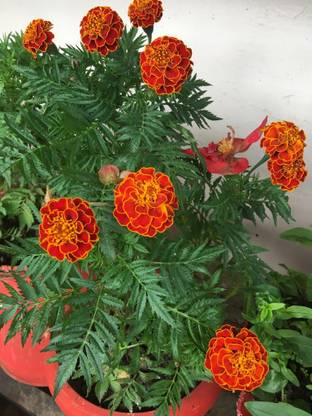 Audbhidhi Marigold Jafri Seed Price in India - Buy Audbhidhi Marigold ...
