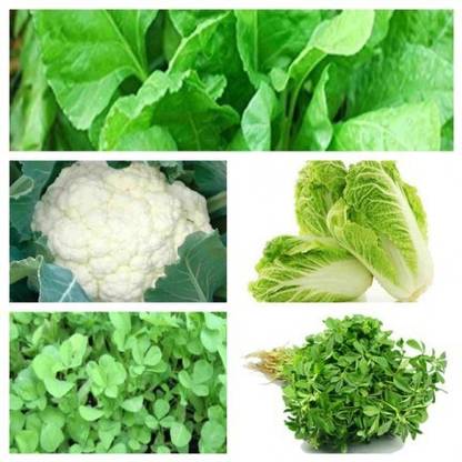 NurseryServe Cauliflower SnowBall, Spinach All Green, Chinese Cabbage ...