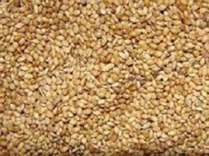 Hanu KANGANI Seed Price in India - Buy Hanu KANGANI Seed online at ...