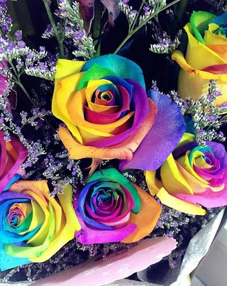 Biosnyg Perennial Shrub Garden Rare Rainbow Rose Fresh Plant for ...