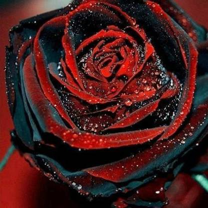 Biosnyg Black Dragon Rose Flower Fresh Plant Seeds for Planting Garden ...