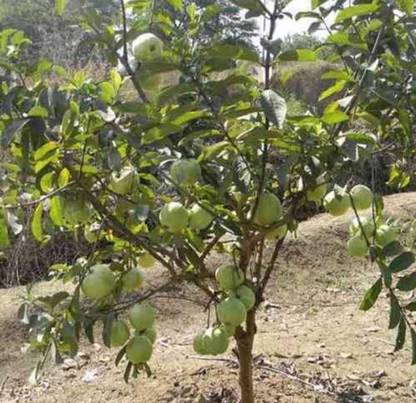 Blue Universe Guava Plant Price in India - Buy Blue Universe Guava ...
