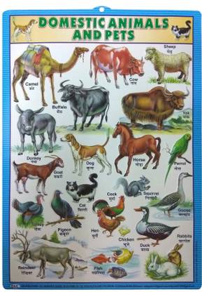 KIDIVO Educational Early Learning Plastic 3D Embossed Wall Charts for ...