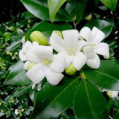 MiraclrGarden Murraya Paniculata Plant Price in India - Buy ...