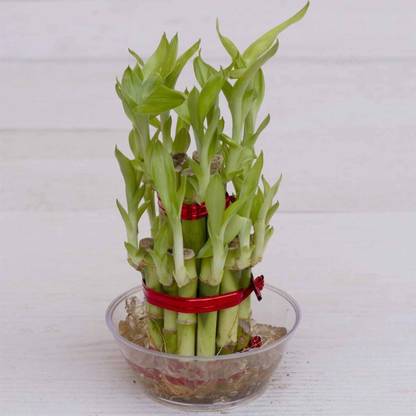 GREENZ Money Plant Price in India - Buy GREENZ Money Plant online at ...