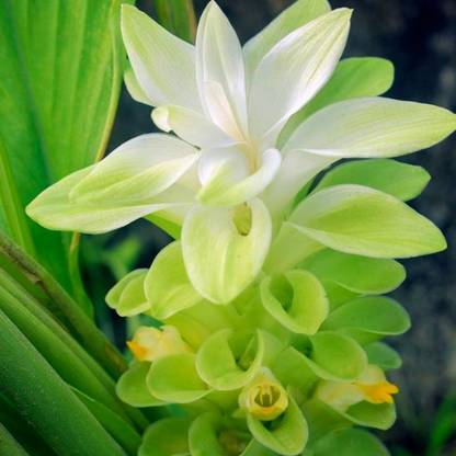 Tim Tim Agro Curcuma Longa Seed Price in India - Buy Tim Tim Agro ...