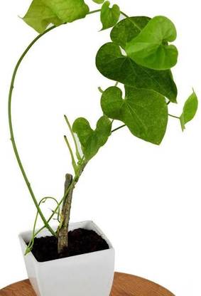 VANASPATI UDYAN Giloy Plant Price in India - Buy VANASPATI UDYAN Giloy ...