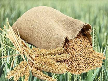 Anandi Desi Gehu , Whole Wheat , Srabati Gehu , Sarbati Wheat 5Kg Whole ...