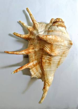 OAG PANCHMUKHI CONCH OR PANCHAMUKHI SHANKH Sacred, Decorative, Blowing ...