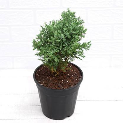 Click to purchase Juniper Plant Price in India - Buy Click to purchase ...