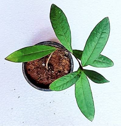 MiracleGarden Terminalia/Arjuna Plant Price in India - Buy ...