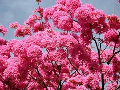 SRI SAI FORESTRY Pink Trumpet Tabebuia Marathi Gulabi Ornamental Flower ...