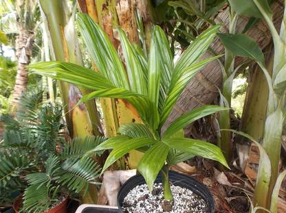 Cloud Farm Betel Nut/Supari Plant Price in India - Buy Cloud Farm Betel ...