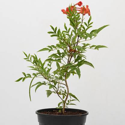 go4plants Tecoma Plant Price in India - Buy go4plants Tecoma Plant ...