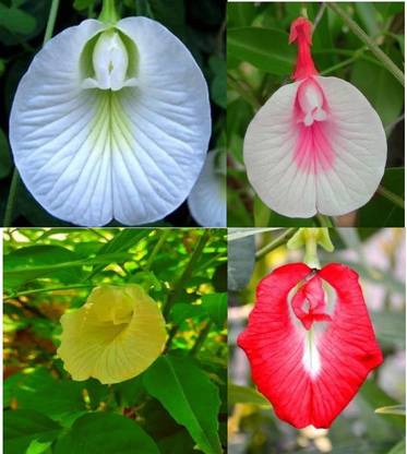ATEKT BUTTERFLY PEA, NEELKANTA FLOWER SEEDS, APARAJITA Seed Price in ...