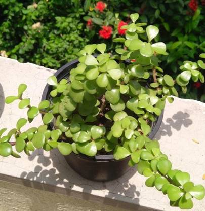 Click to buy Jade Plant Price in India - Buy Click to buy Jade Plant ...