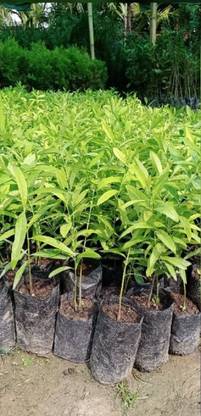 plantsworld White Chandan, Sandalwood, Sri Gandham, Chandanam Seed ...