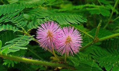 Sjeme Home Vasti Shami Tree Plant Seed Seed Price in India - Buy Sjeme ...