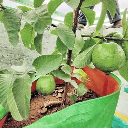 Cloud Farm Guava Plant Price in India - Buy Cloud Farm Guava Plant online at Flipkart.com