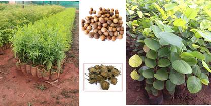 SRI SAI FORESTRY Red SandalWood Seed and White SandalWood, Safed ...