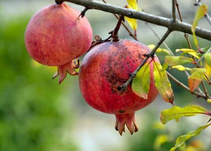 PLANTZON Pomegranate ( Anaar ) Hybrid Seed Price in India - Buy ...