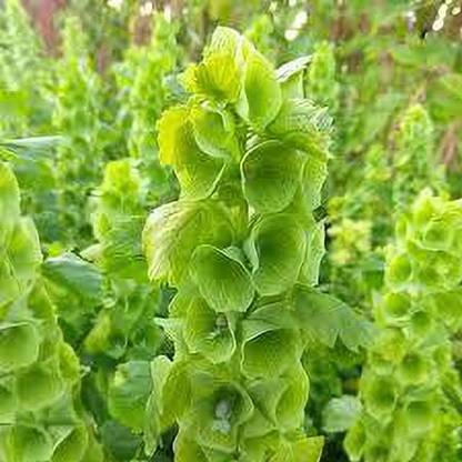 PMB Molucella Bells of Ireland Seed Price in India - Buy PMB Molucella ...