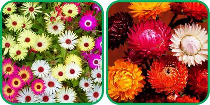 Aero Seeds Helichrysum Mix Color (50 Seeds) And Ice Flower Mix Color ...