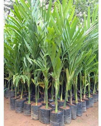 Heaven Of Saplings Betel Leaf Plant Price in India - Buy Heaven Of ...