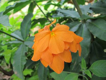 Chalisa Crossandra, Kanakambaram Seed Price in India - Buy Chalisa ...