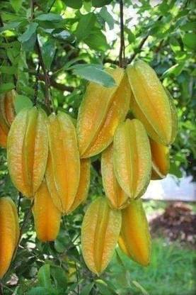 PB REBA PLANT Star Fruit Carambola Grafted Plant Price in India - Buy ...