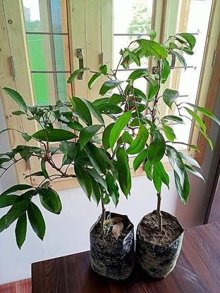 ADANNAYA Litchi Plant Price in India - Buy ADANNAYA Litchi Plant online ...