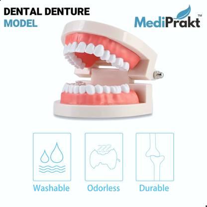 MediPrakt | DENTAL DENTURE MODEL | Adult | Standard Gum Teeth Model ...