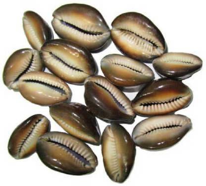 Invincibles Black / Kali Kaudi / kawri / kodi / Kali kwri / sea shell ...