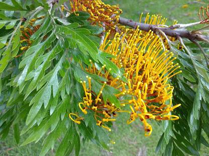 Greenwill Silky Oak (Grevillea robusta) Silver Oak Tree Seed Price in ...