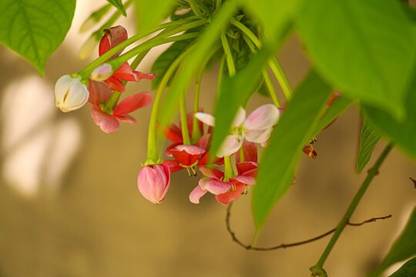 My Dream Nursery Madhumalti/Rangoon Creeper Price in India - Buy My ...