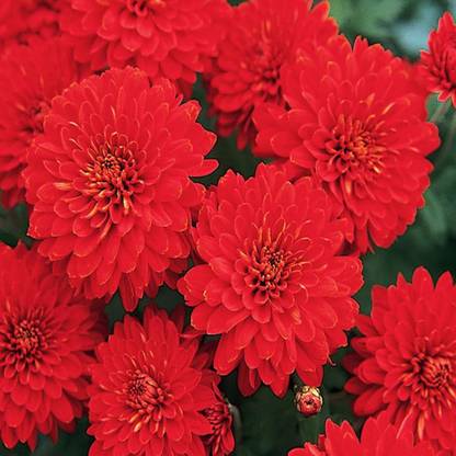 MiracleGarden Chrysanthemums/ Guldavari Plant Price in India - Buy ...