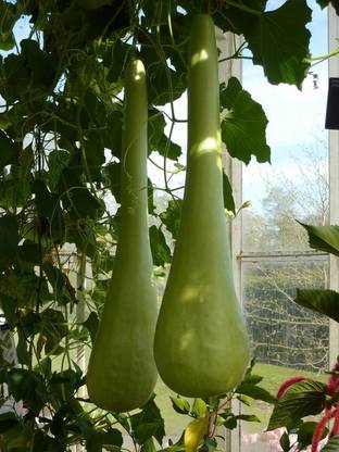 Organic Galaxy Upl Bottle-Gourd (lokki) Vegetable F1 Hybrid Variety ...