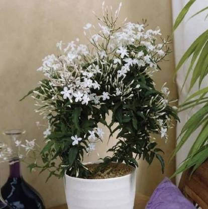 Flowerly Poulomi Night Bloom Jasmine Plant Price in India - Buy ...