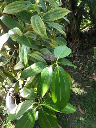 Mohomaya Cinnamon Plant Price in India - Buy Mohomaya Cinnamon Plant ...