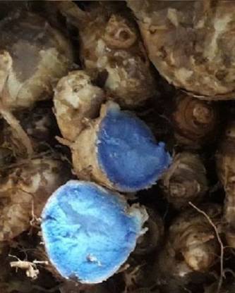 Pioneer Natural Kala Haldi, Kali Haldi, Kari Manjal, Curcuma Seed Price ...
