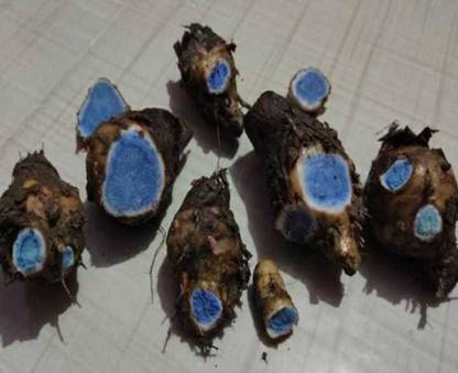 Pioneer Natural Kali Haldi, Nalla Pasupu, Kari Manjal, Krishna Kedar ...