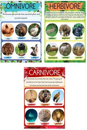 Educational Sticker Poster|Carnivore, Herbivore, Omnivore|Wall Poster ...