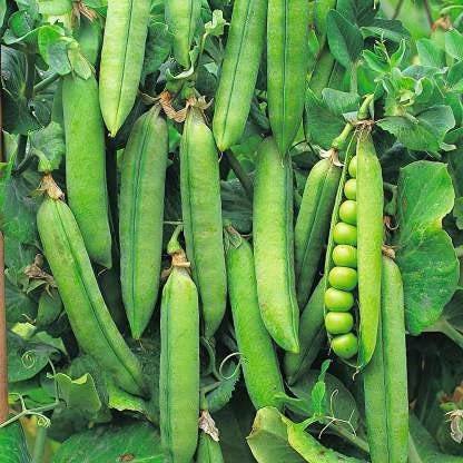 KANAYA Peas Seeds( Matar Ke Beej) Seed Price in India - Buy KANAYA Peas ...