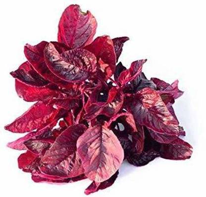 KANAYA Red Cholai Saag Vegetable Seed Price in India - Buy KANAYA Red ...
