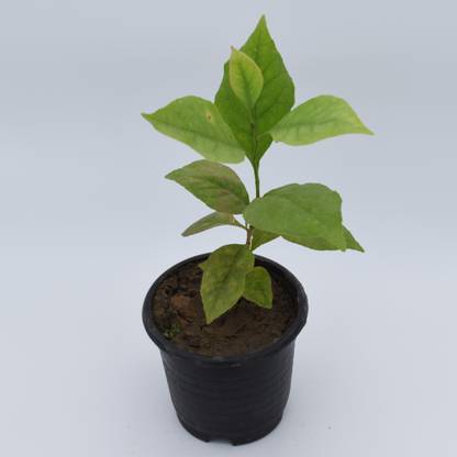 UmeshNursery Bel Plant Price in India - Buy UmeshNursery Bel Plant ...