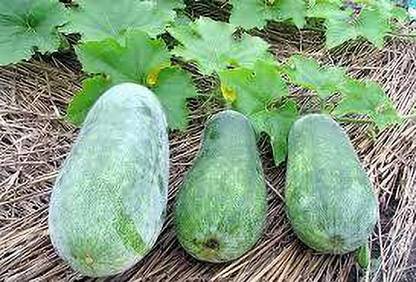 Angel ASH GOURD SEEDS, CHAL KUMRO Seed Price in India - Buy Angel ASH ...